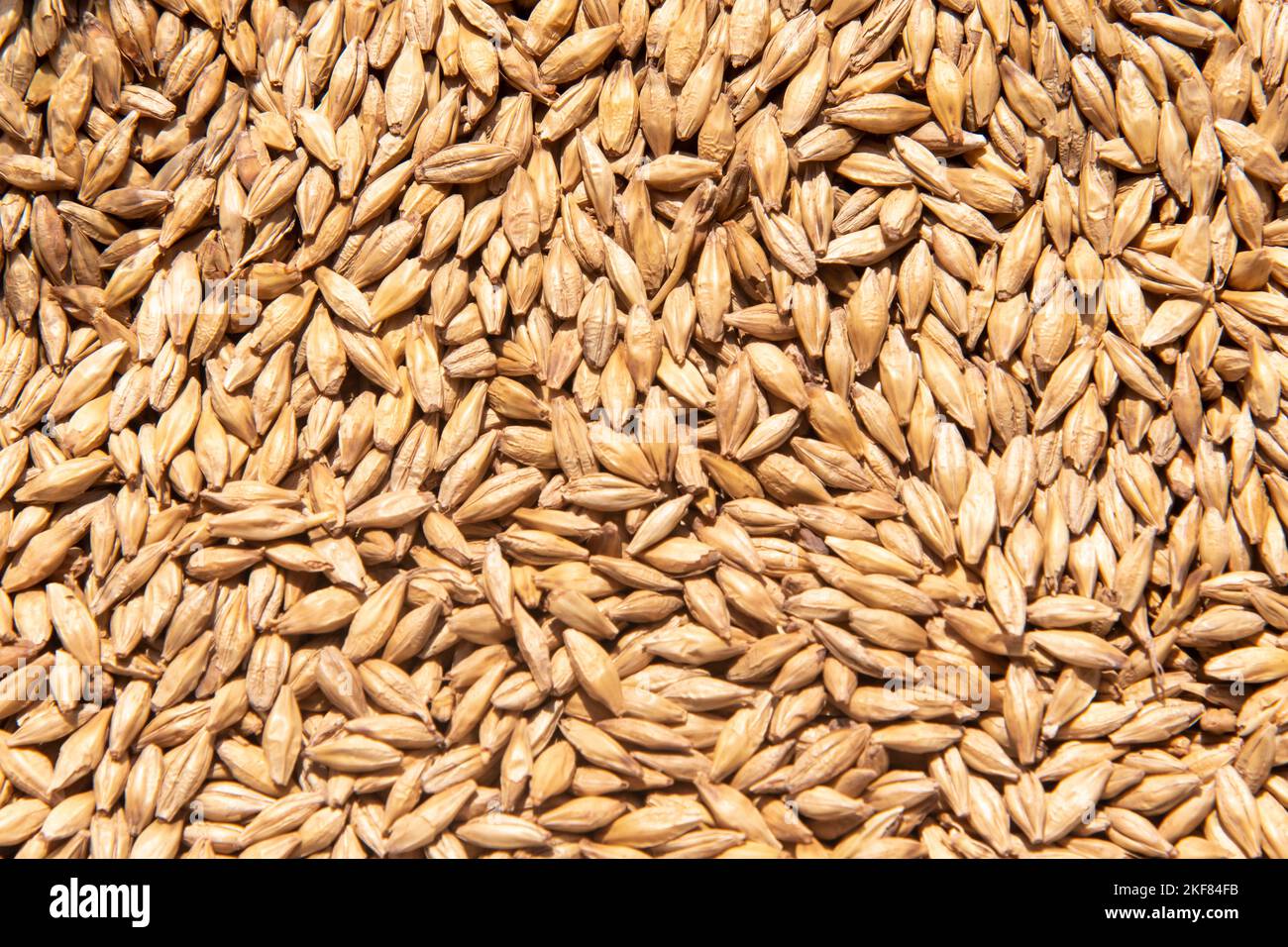 pilsen malt grain forming texture for framed background Stock Photo - Alamy