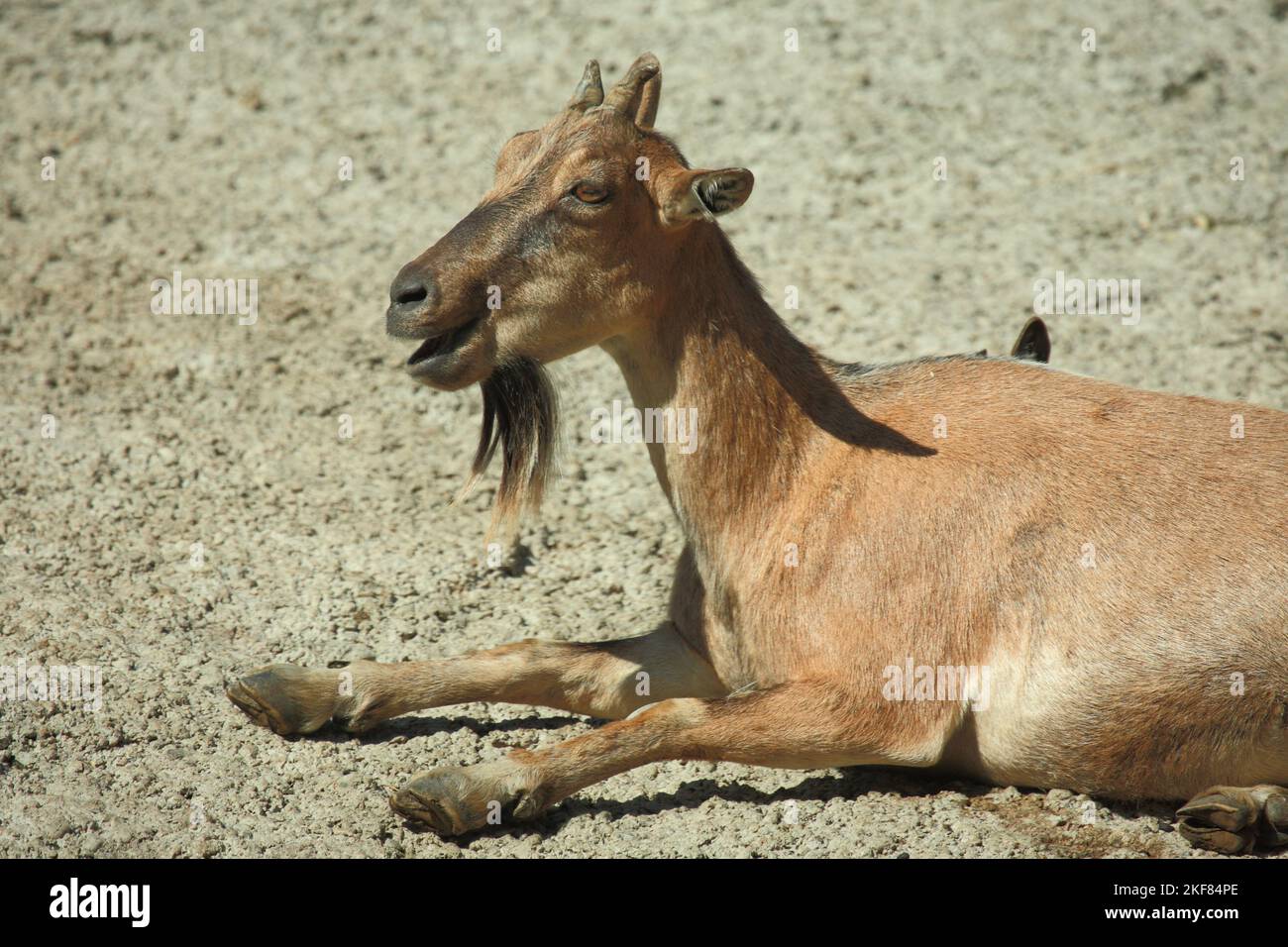 Daghestanische ture hi-res stock photography and images - Alamy