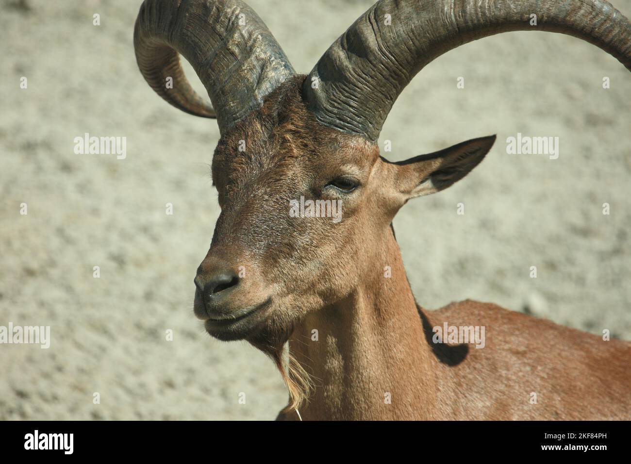 Daghestanische ture hi-res stock photography and images - Alamy