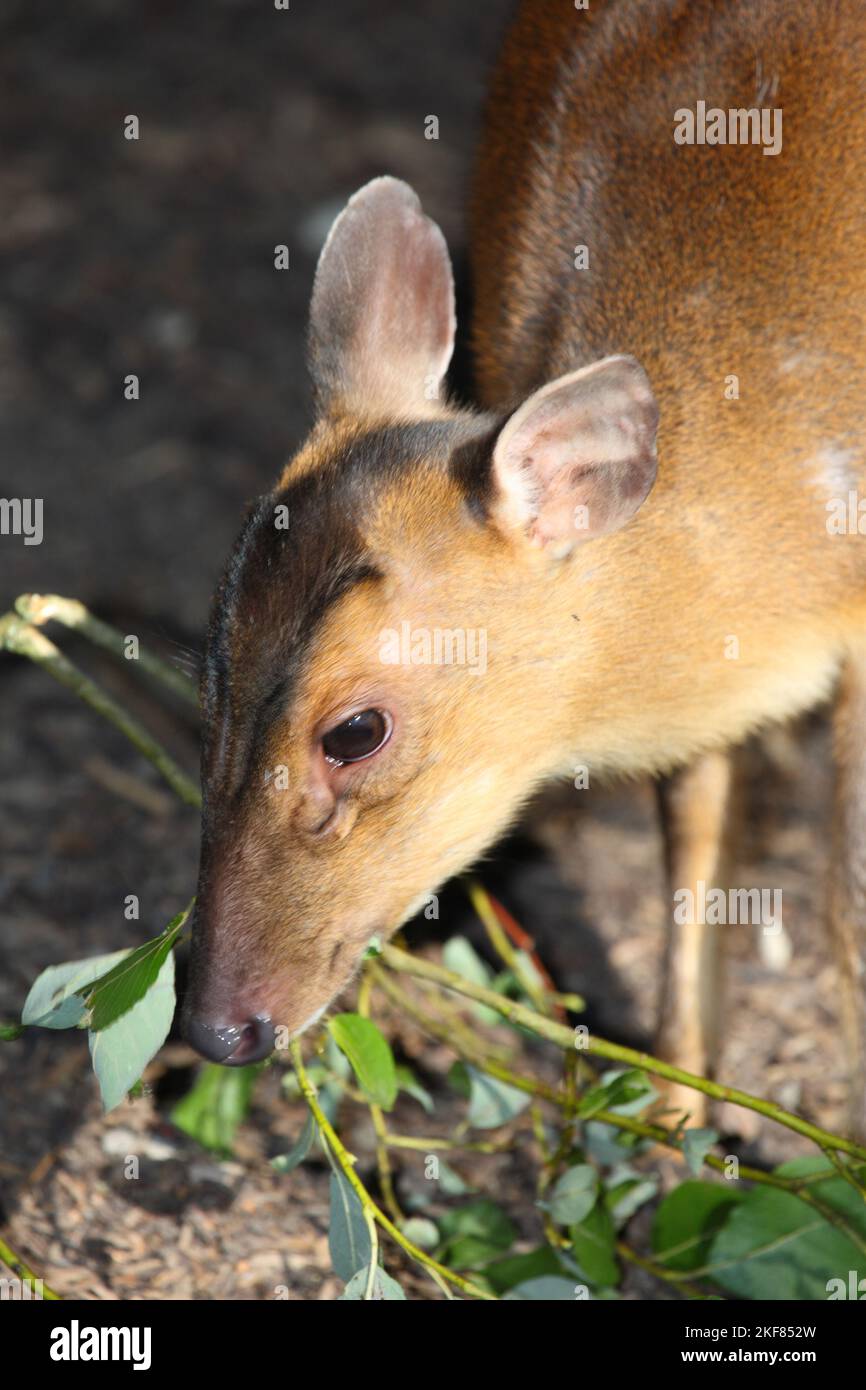 Chinesische muntjak hi-res stock photography and images - Alamy