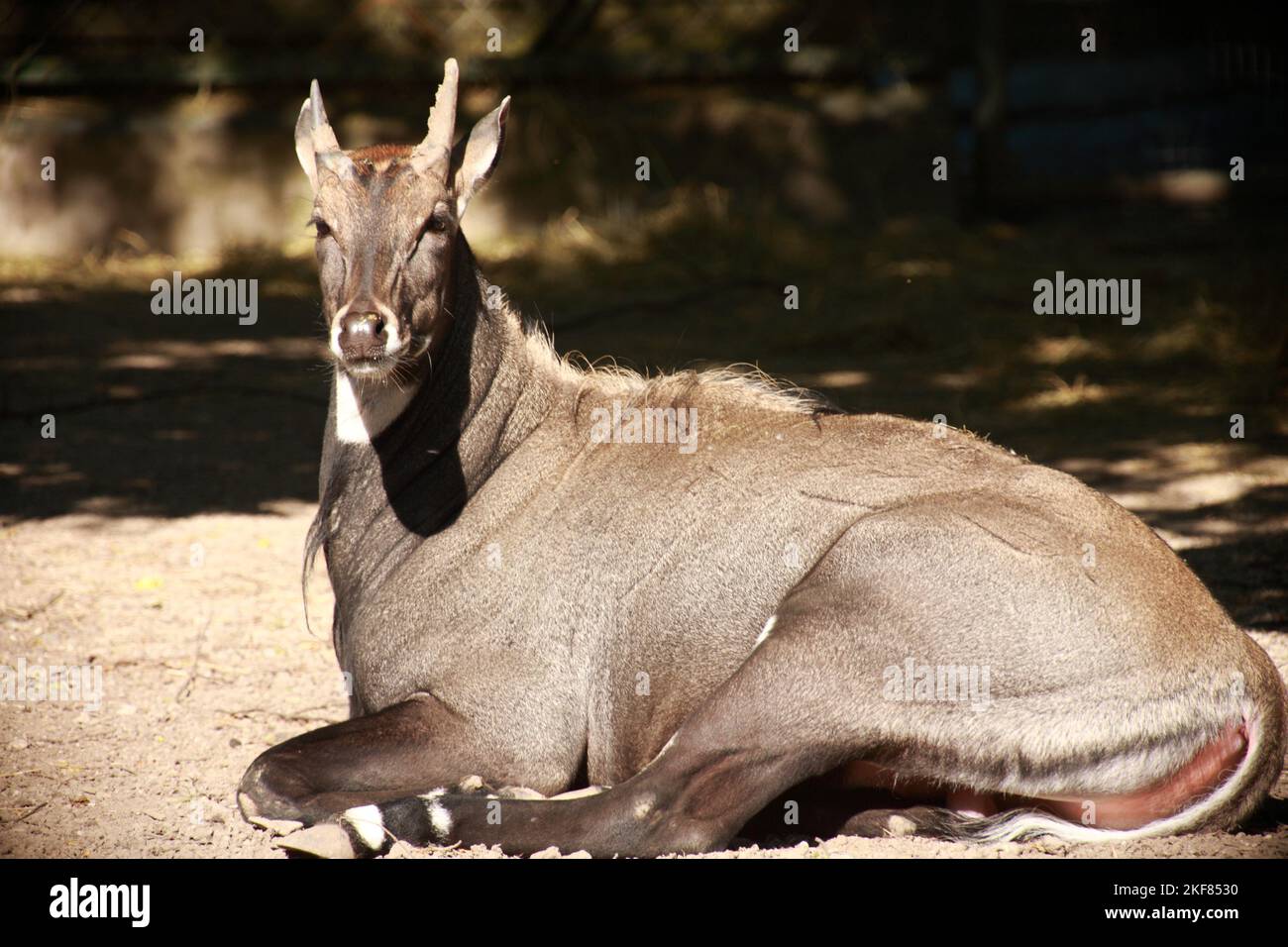 Nilgauantilope / Nilgai antelope / Boselaphus tragocamelus Stock Photo ...
