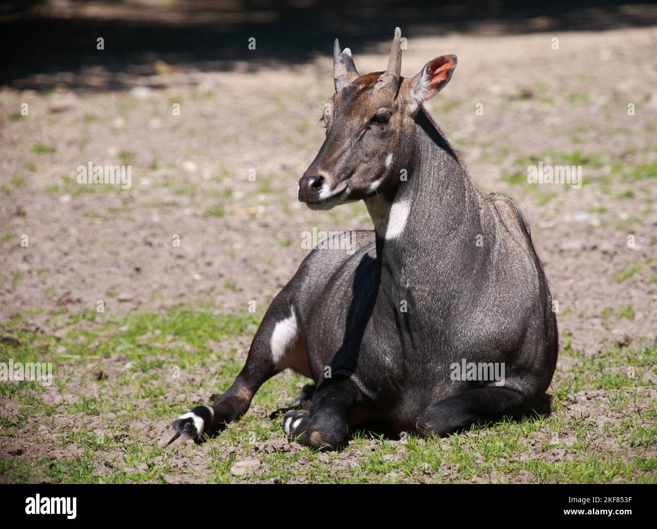 Nilgauantilope / Nilgai antelope / Boselaphus tragocamelus Stock Photo ...