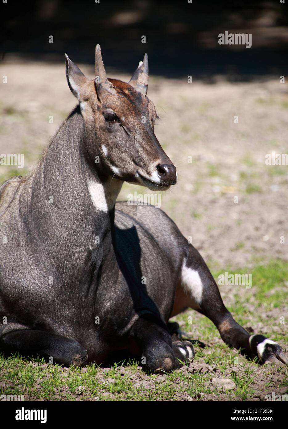 Nilgauantilope / Nilgai antelope / Boselaphus tragocamelus Stock Photo ...