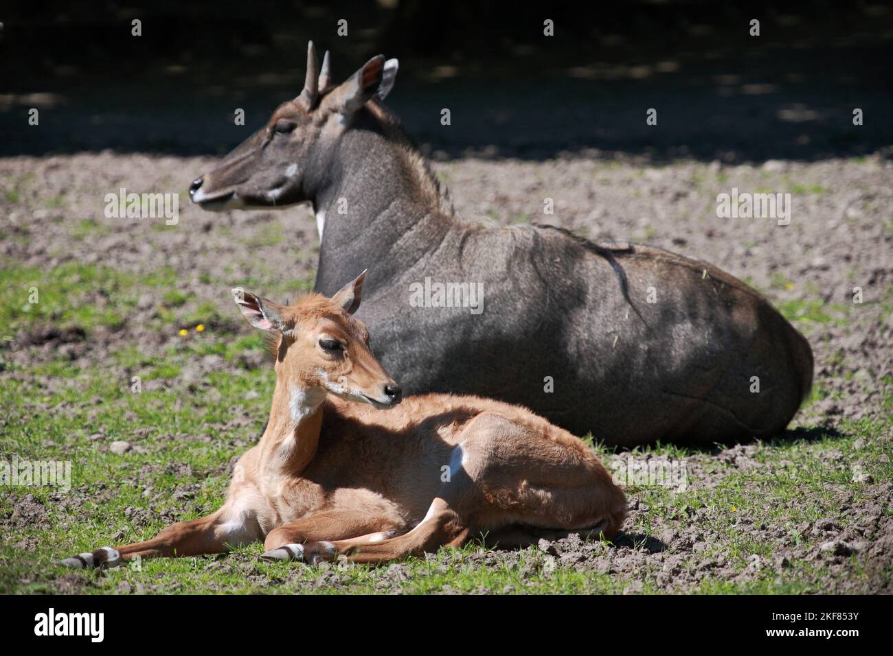 Nilgauantilope / Nilgai antelope / Boselaphus tragocamelus Stock Photo ...