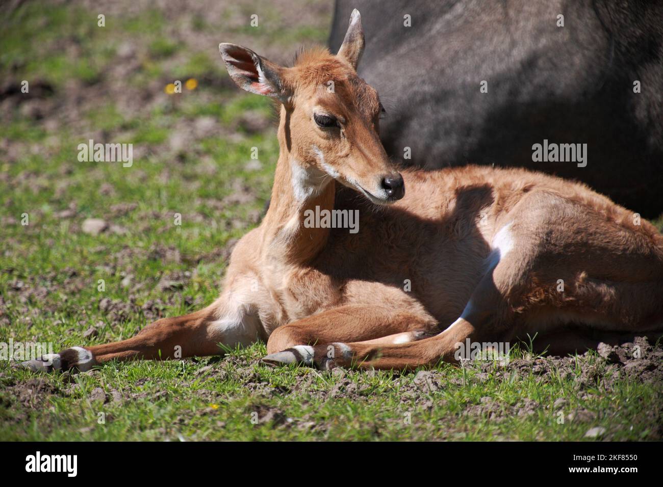 Nilgauantilope / Nilgai antelope / Boselaphus tragocamelus Stock Photo ...