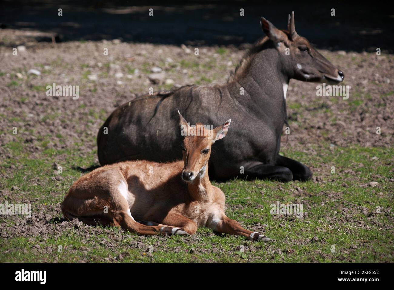 Nilgauantilope / Nilgai antelope / Boselaphus tragocamelus Stock Photo ...