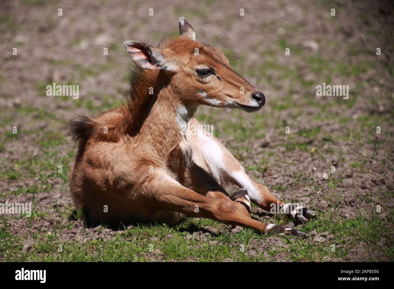Nilgauantilope / Nilgai antelope / Boselaphus tragocamelus Stock Photo ...