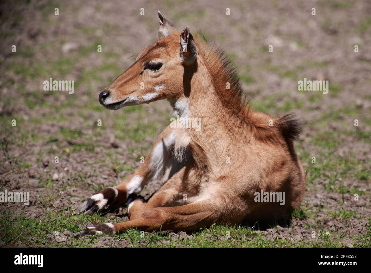 Nilgauantilope / Nilgai antelope / Boselaphus tragocamelus Stock Photo ...