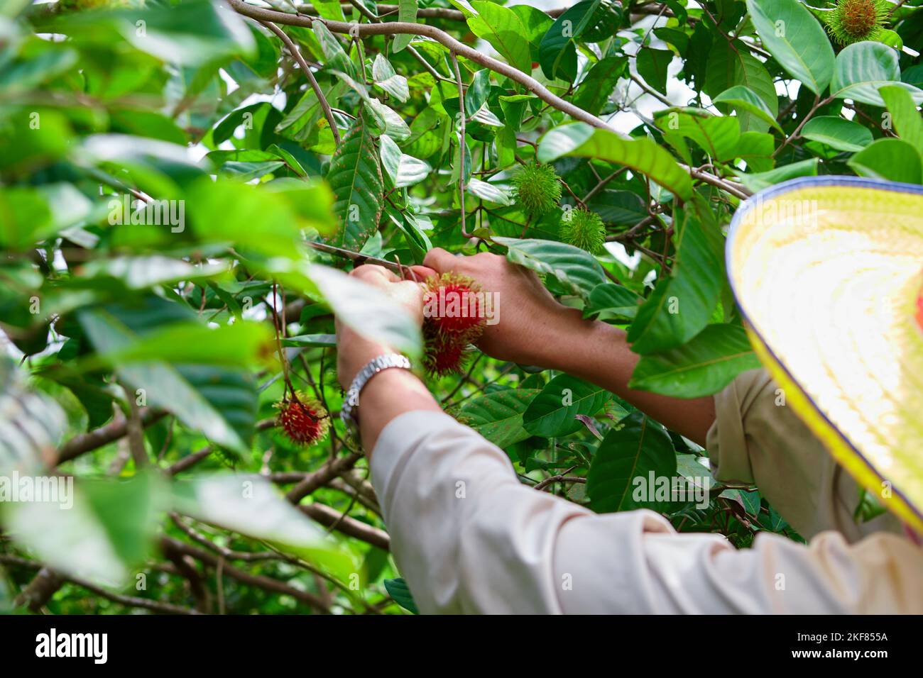 Agriculture harvesting fresh ripe rambutan fruit on tree branch Stock ...