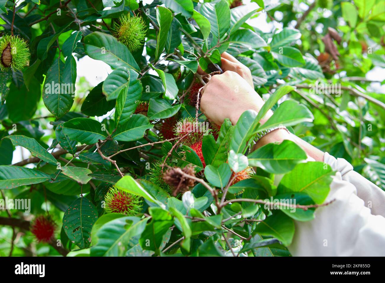 Agriculture harvesting fresh ripe rambutan fruit on tree branch Stock ...