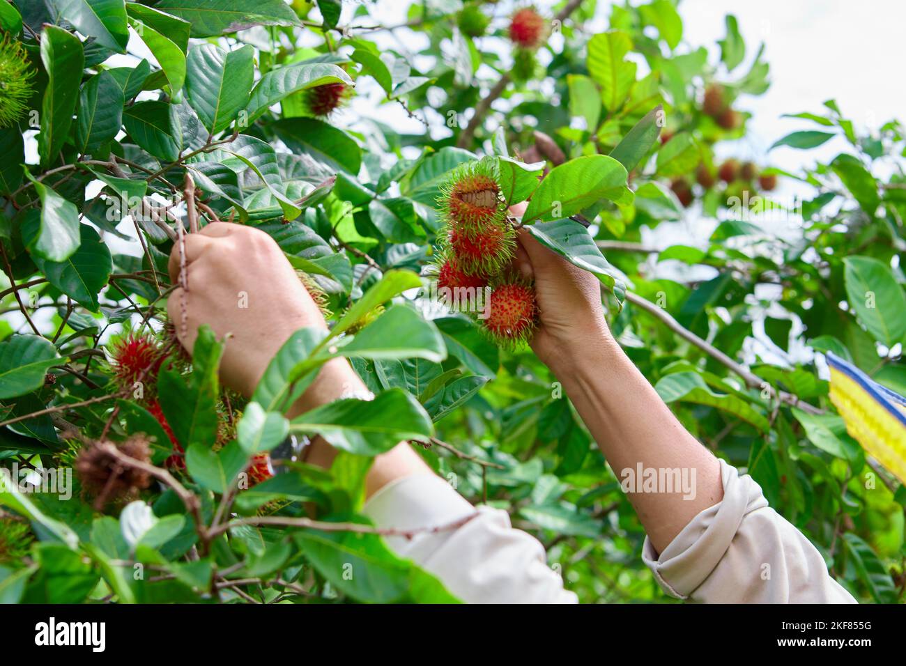 Rambutan harvesting hi-res stock photography and images - Alamy