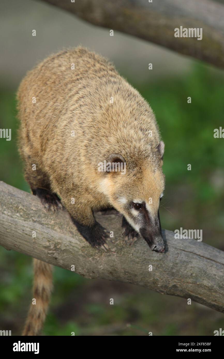 Südamerikanischer Nasenbär / South American coati / Nasua nasua Stock ...