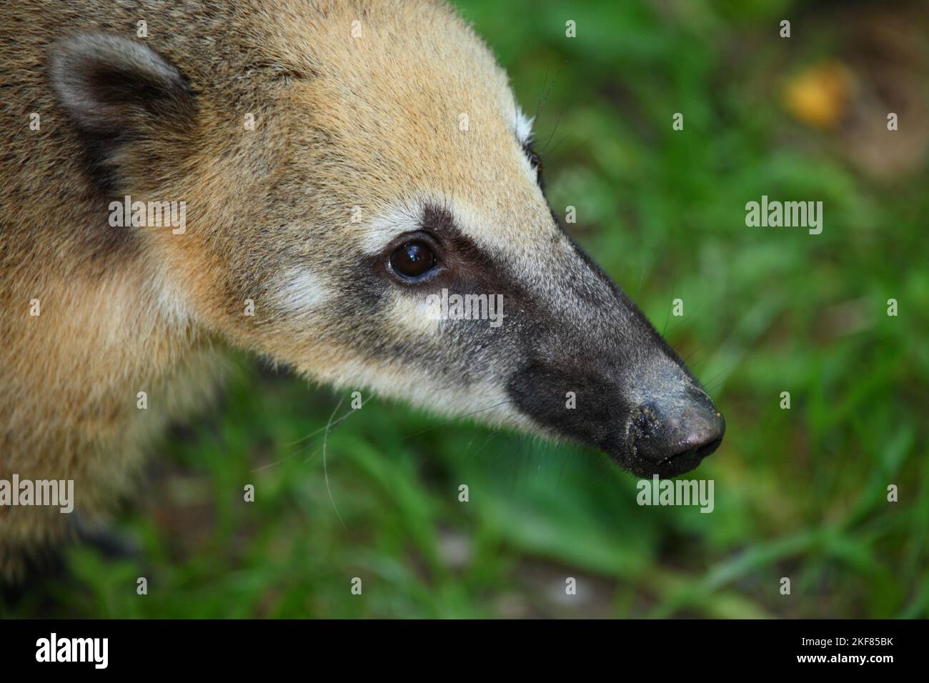 Südamerikanischer Nasenbär / South American coati / Nasua nasua Stock ...