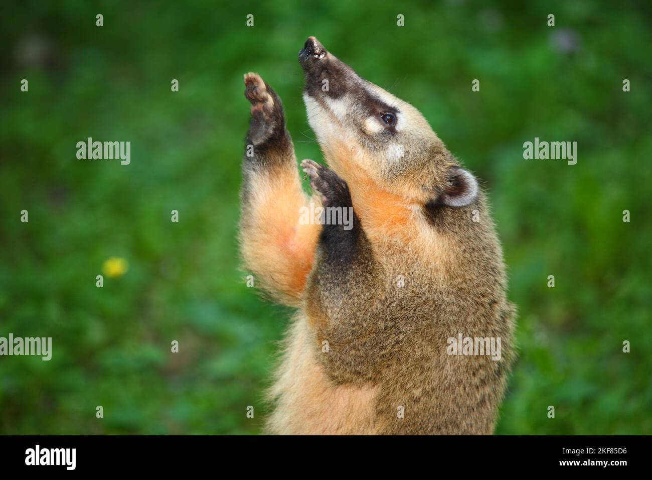 Südamerikanischer Nasenbär / South American coati / Nasua nasua Stock ...