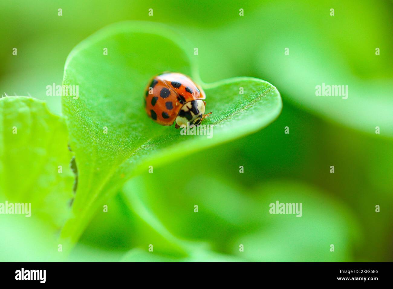 Ladybug on a green lettuce leaf.spring seedling lettuce sprouts.Lettuce ...