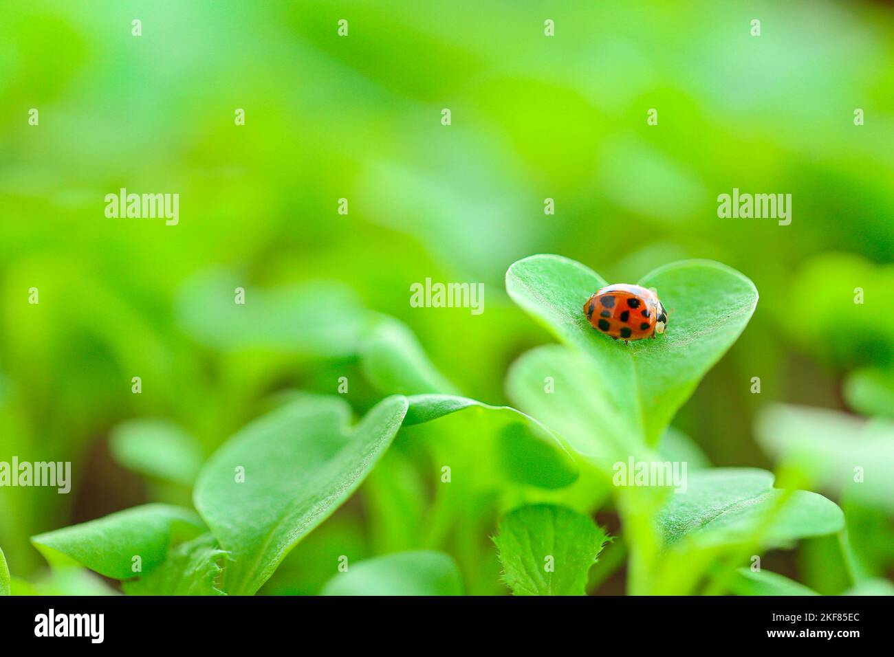 Ladybug on a green seedling.Lettuce sprouts. Growing seedlings at home ...
