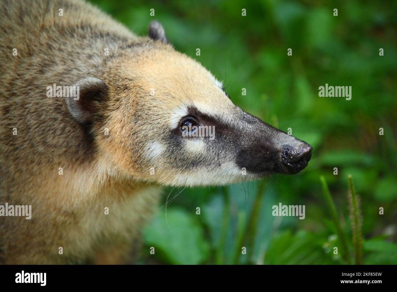 Südamerikanischer Nasenbär / South American coati / Nasua nasua Stock ...