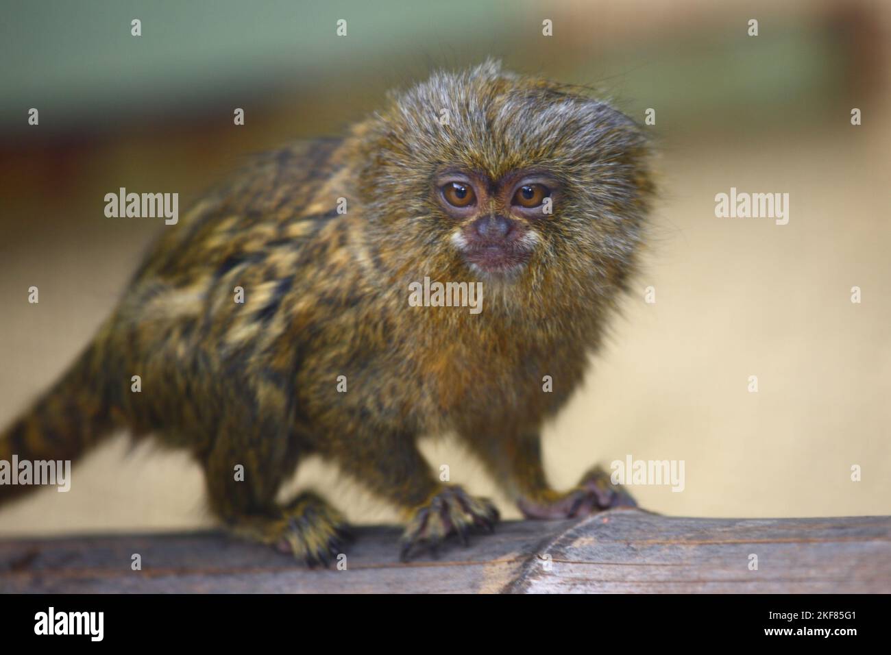 Zwergseidenäffchen / Pygmy marmoset / Cebuella pygmaea - Callithrix ...