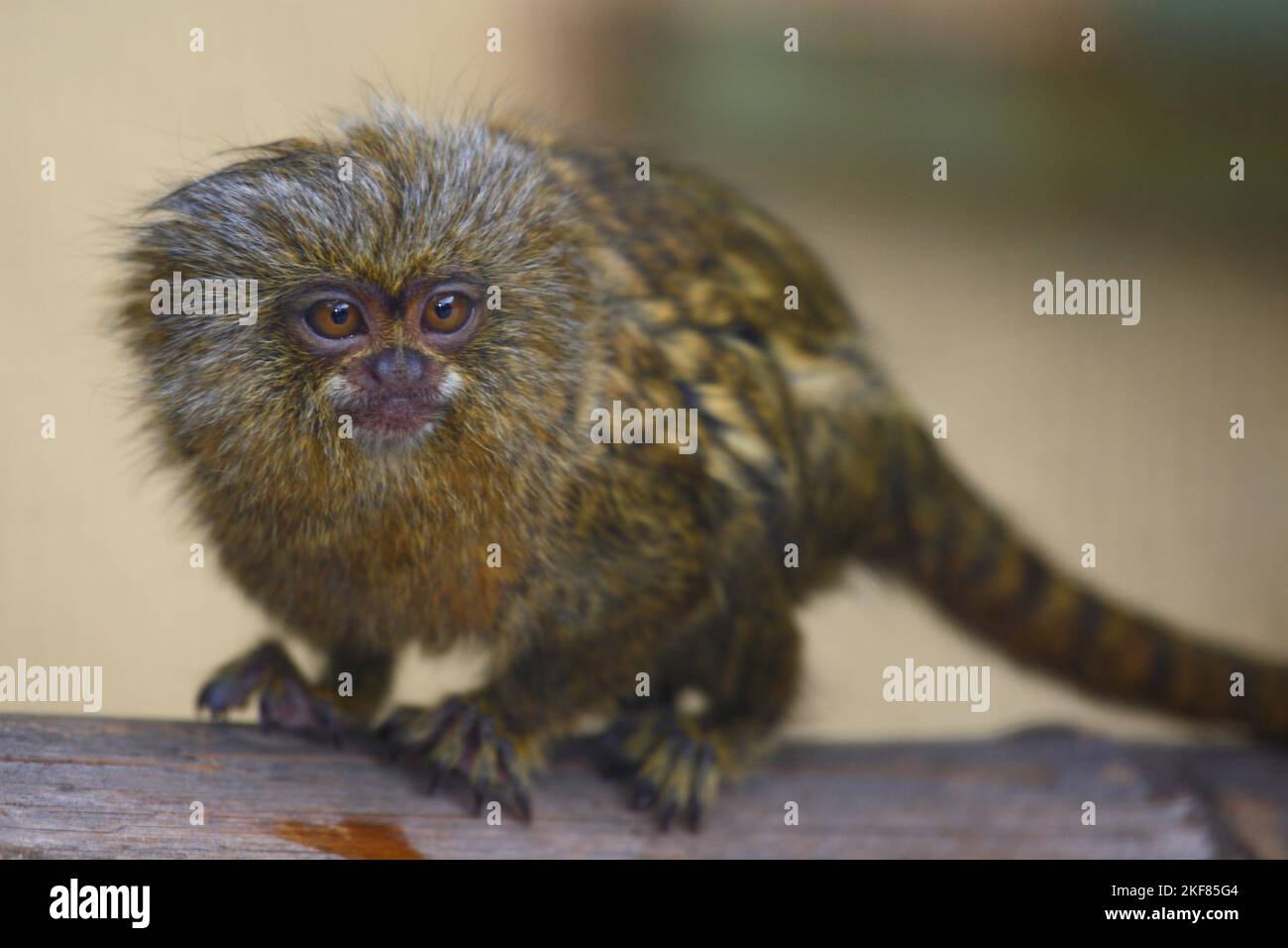 Zwergseidenäffchen / Pygmy marmoset / Cebuella pygmaea - Callithrix ...