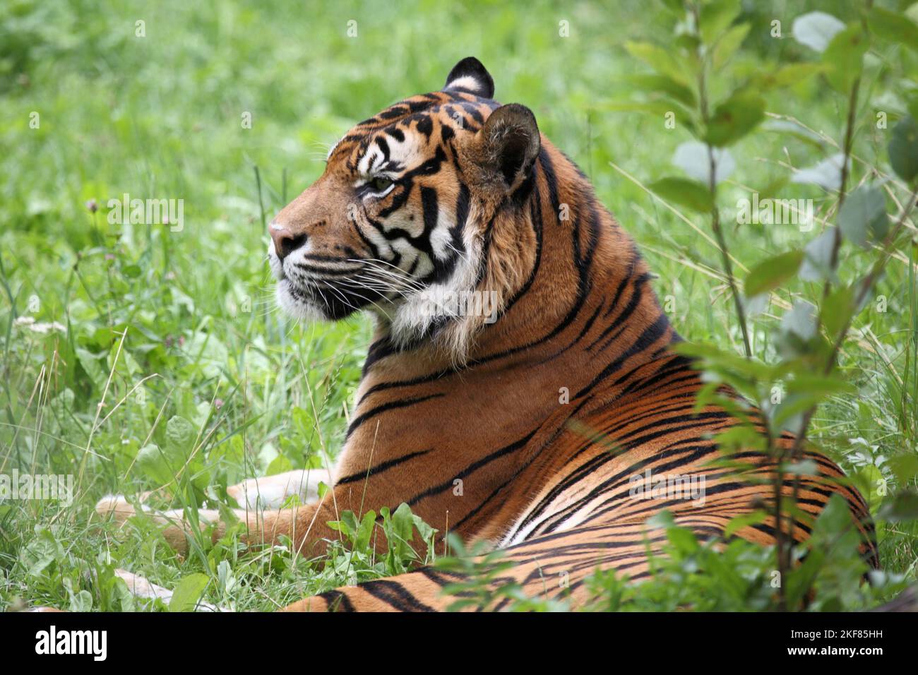 Sumatratiger hi-res stock photography and images - Alamy