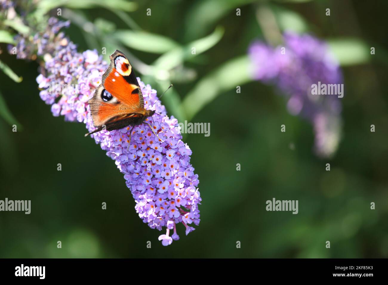 Tagpfauenauge / European peacock butterfly / Vanessa io or Aglais io or ...