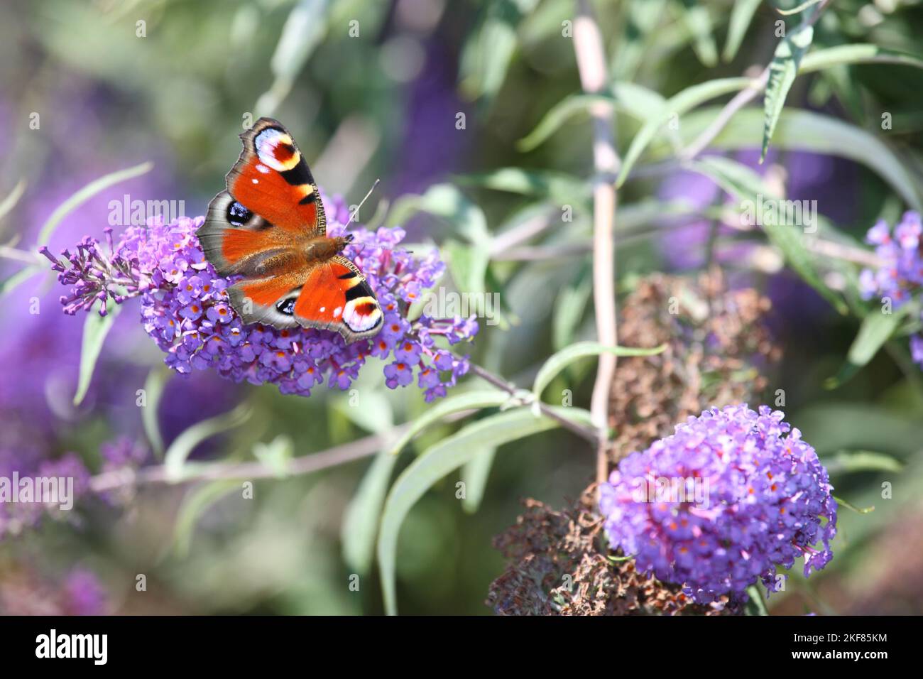 Tagpfauenauge / European peacock butterfly / Vanessa io or Aglais io or ...