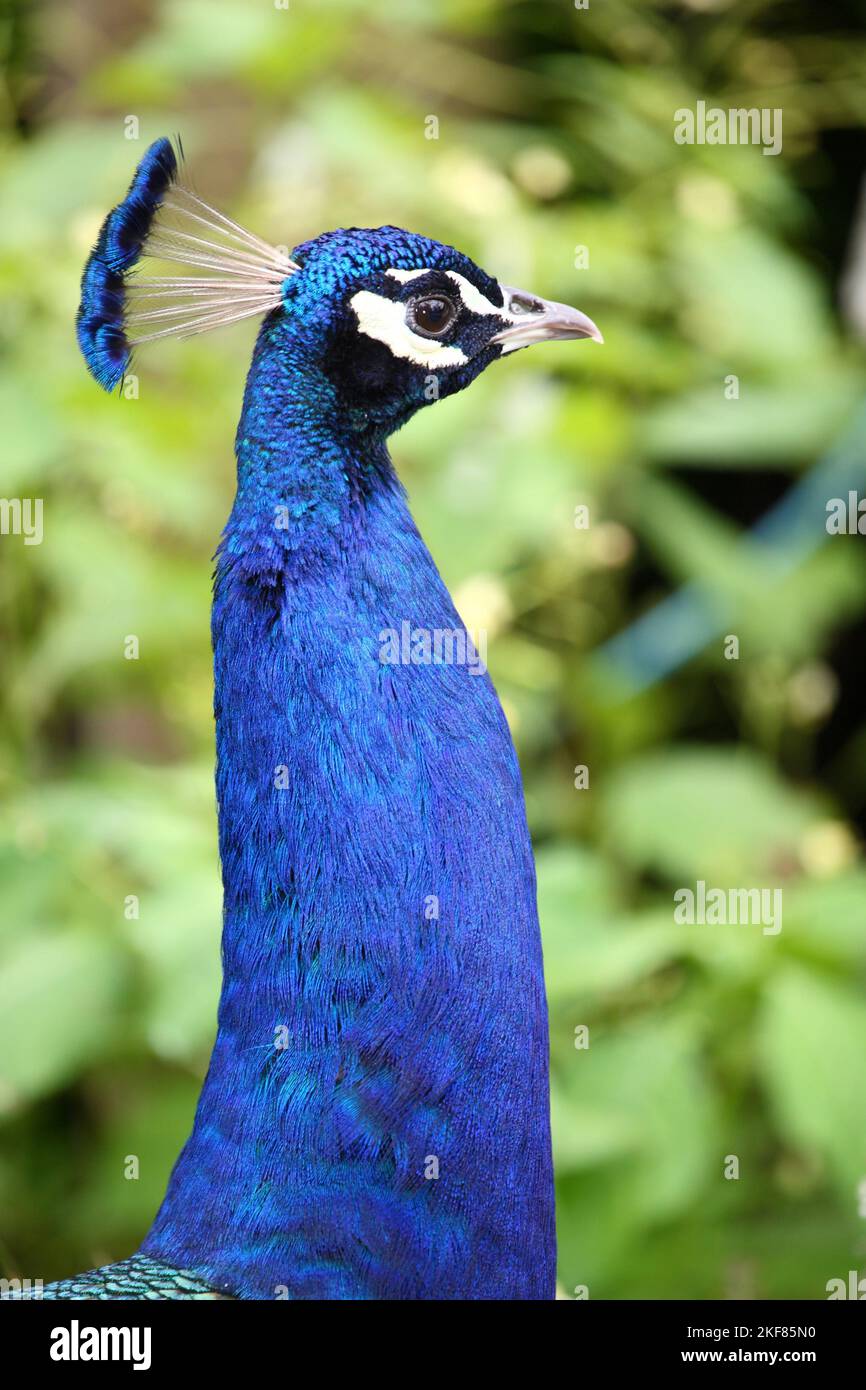 Blauer Pfau / Indian peafowl / Pavo cristatus Stock Photo - Alamy