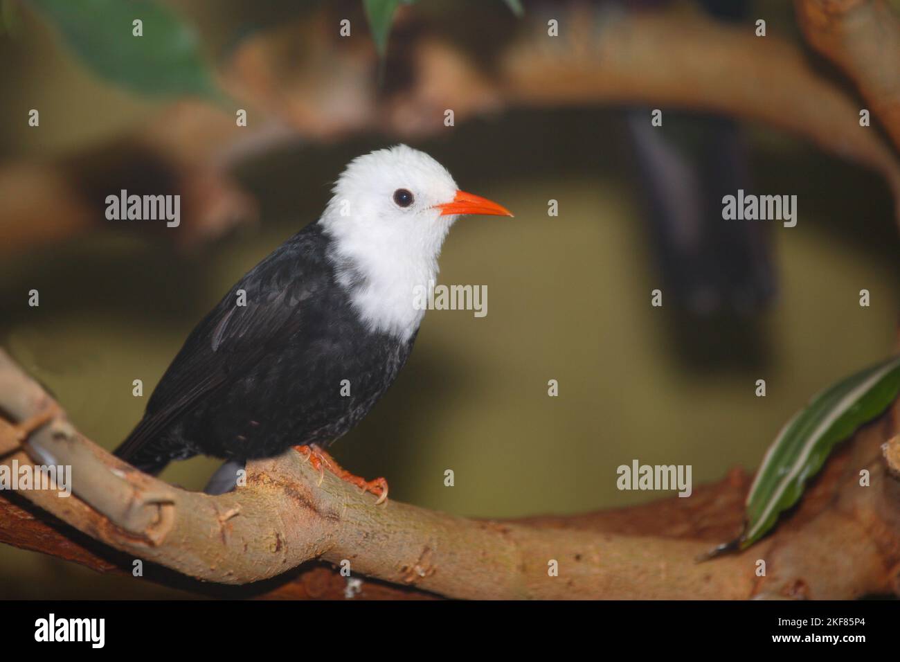 China rotschnabelbulbuls hi-res stock photography and images - Alamy