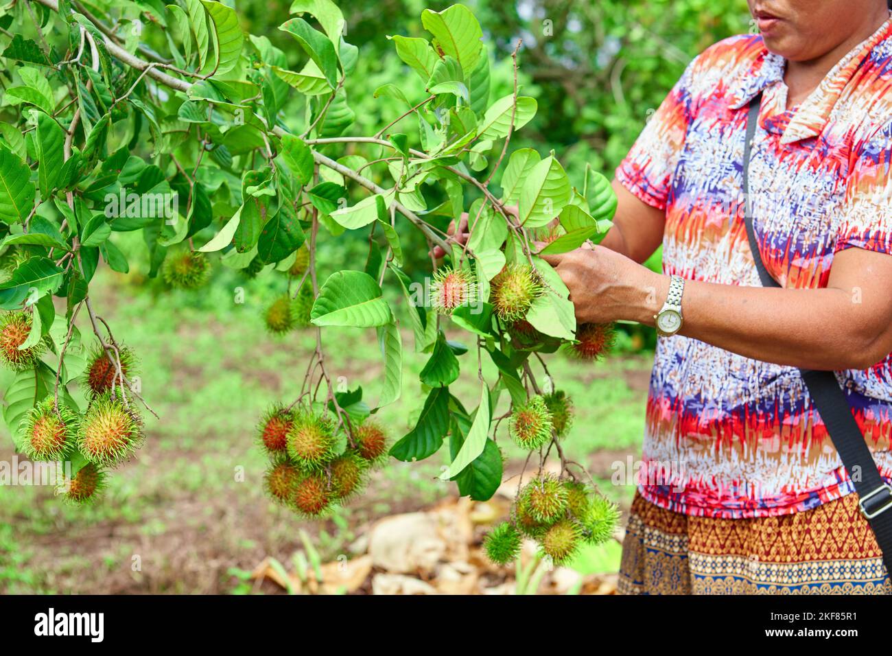 Agriculture harvesting fresh ripe rambutan fruit on tree branch Stock ...