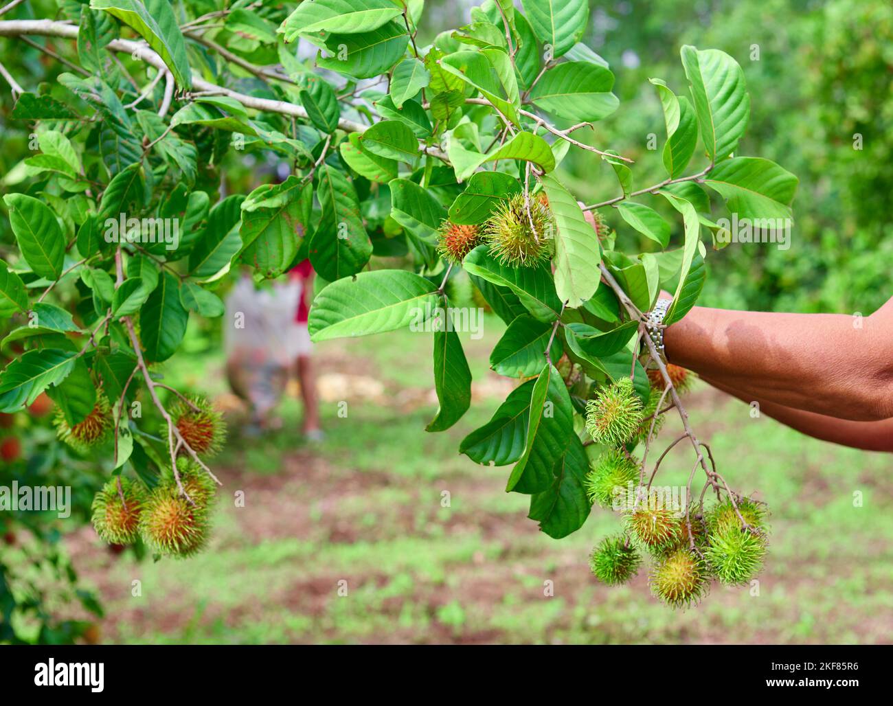 Agriculture harvesting fresh ripe rambutan fruit on tree branch Stock ...