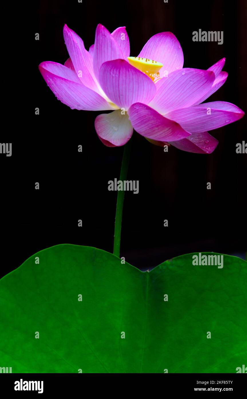 A bright lotus flower in full bloom with pink and purple petals ...