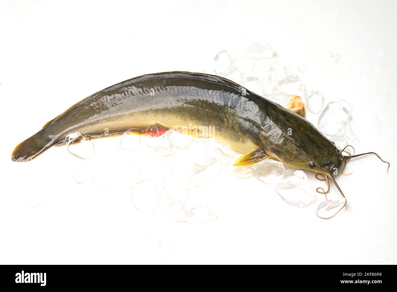 catfish isolated on white background, fresh raw catfish freshwater fish ...