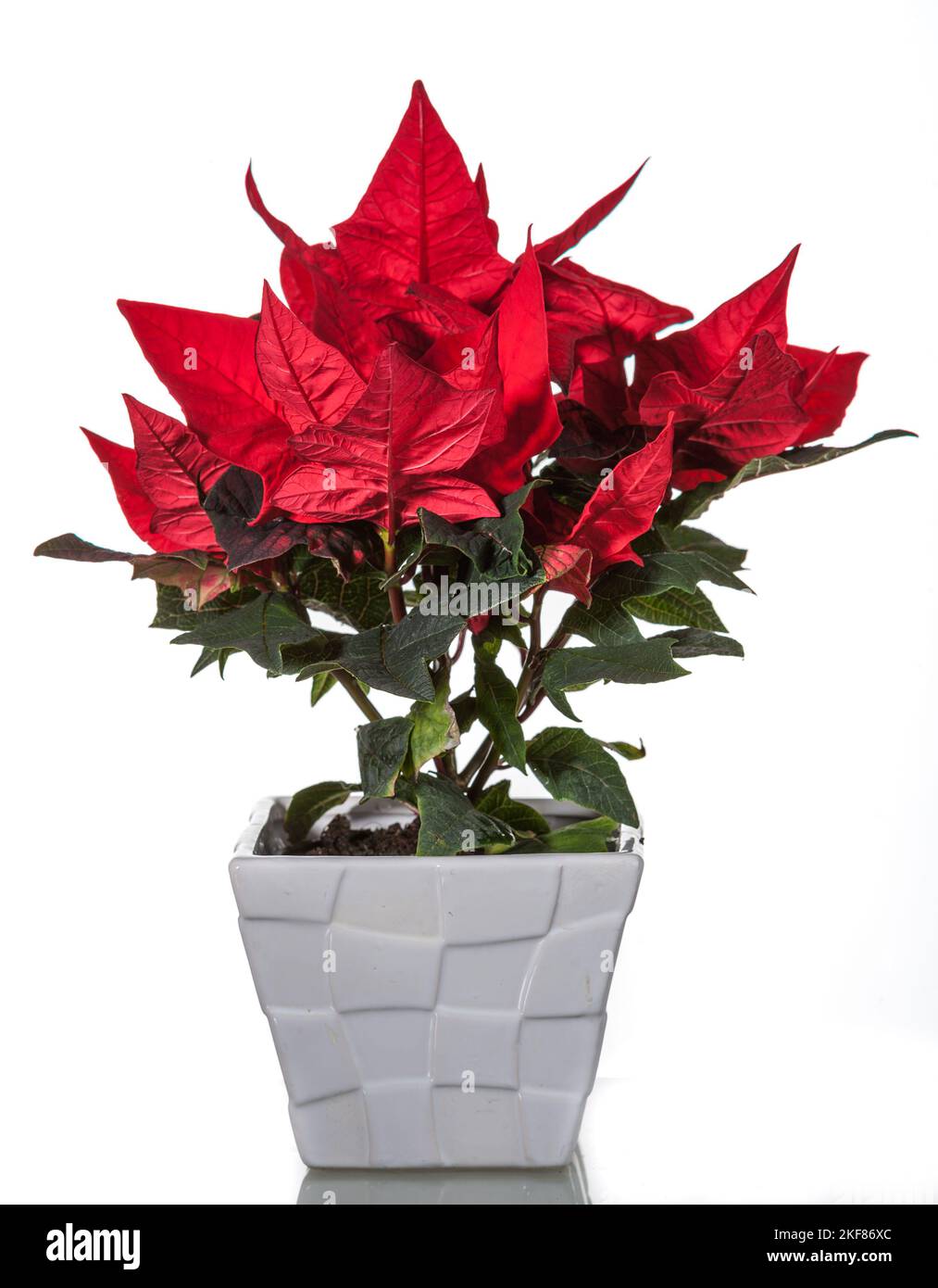 Poinsetta tree hi-res stock photography and images - Alamy