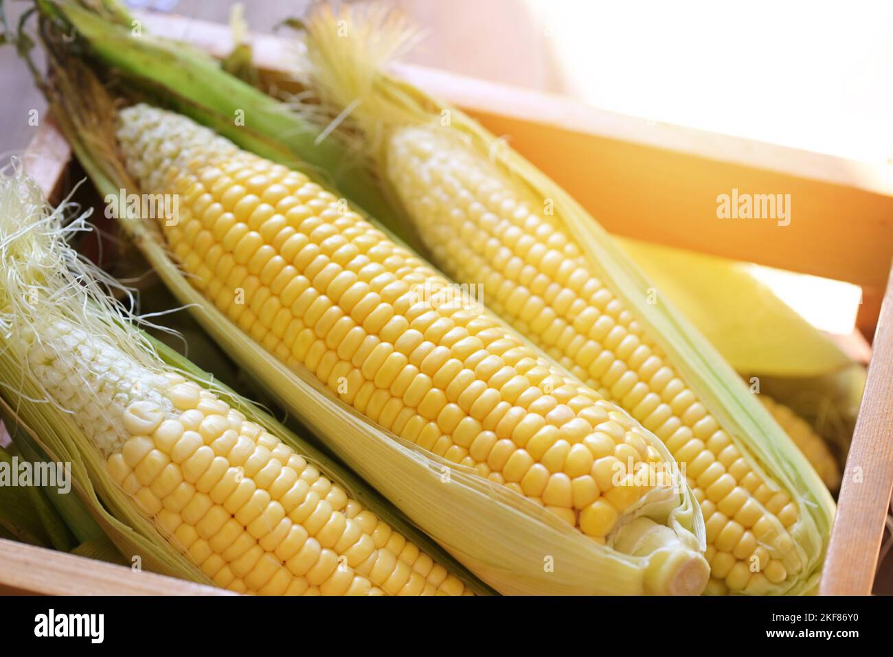 Corn on the cob, sweet corn for cooking food, fresh corn on wooden box ...