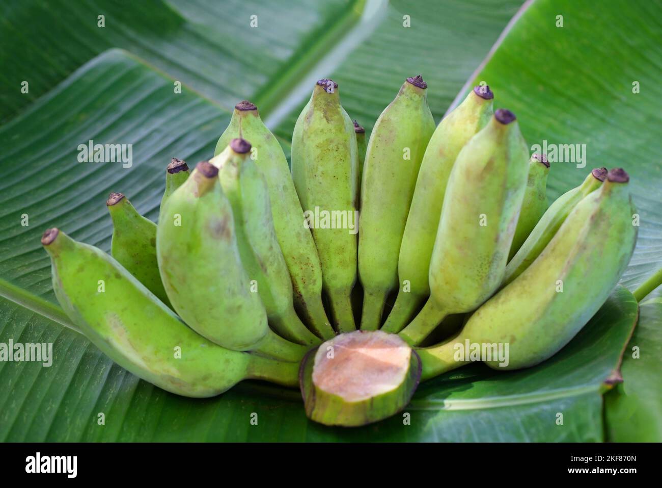 raw banana - banana fruit on banana leaf background, green banana fruit ...