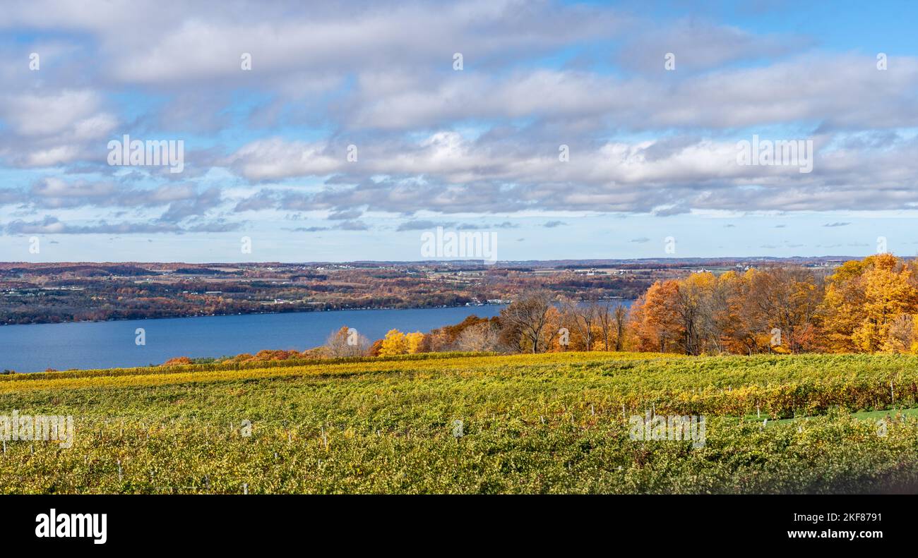 Autumn Colors at Vineyard in the Finger Lake Region of New York Stock ...