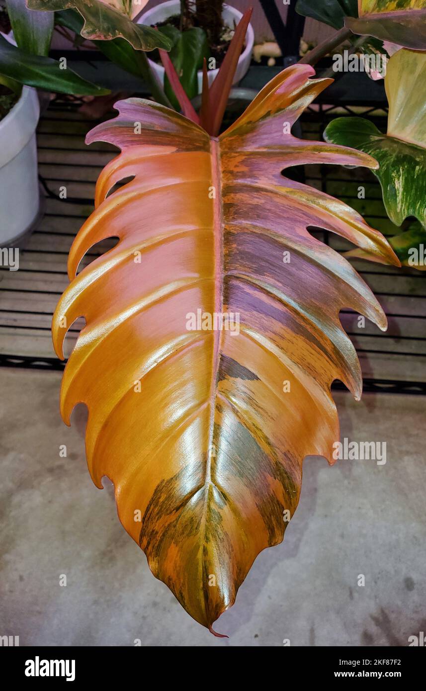 Stunning variegated leaf of Philodendron Caramel Marble, a rare ...