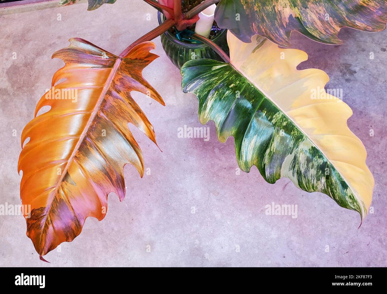 variegated leaves of Philodendron Caramel Marble, a rare tropical plant ...
