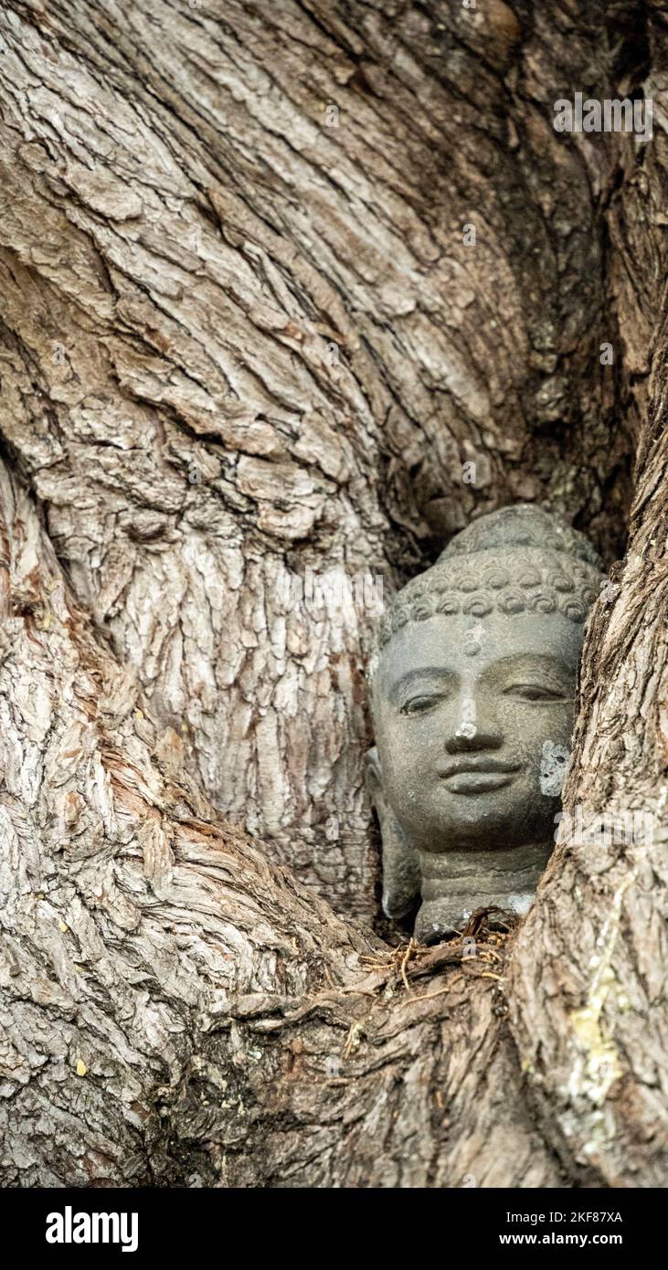 Buddha head statue nestled in tree crevasse Stock Photo - Alamy