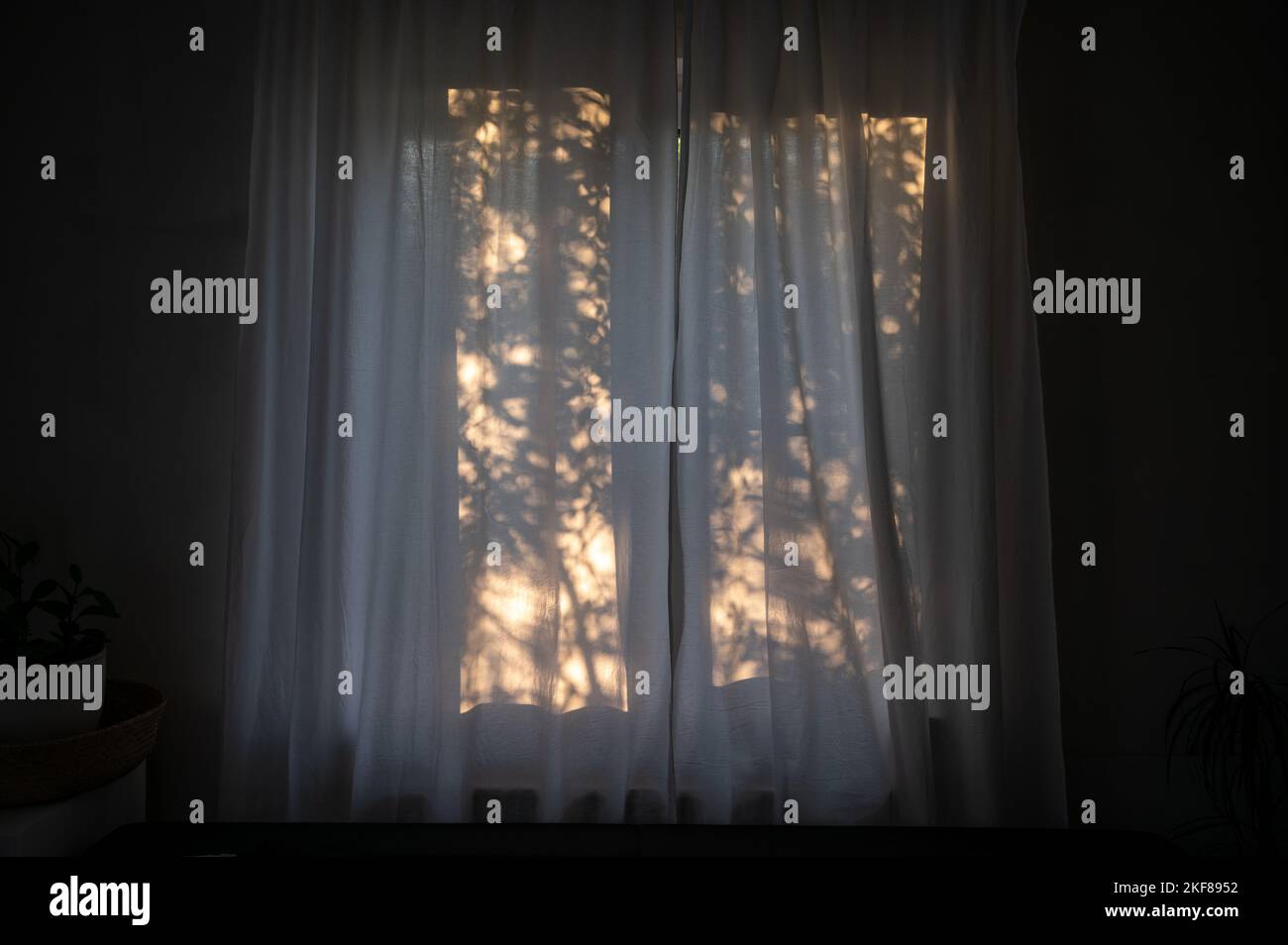 Plant shadows background on the curtains in the window Stock Photo - Alamy