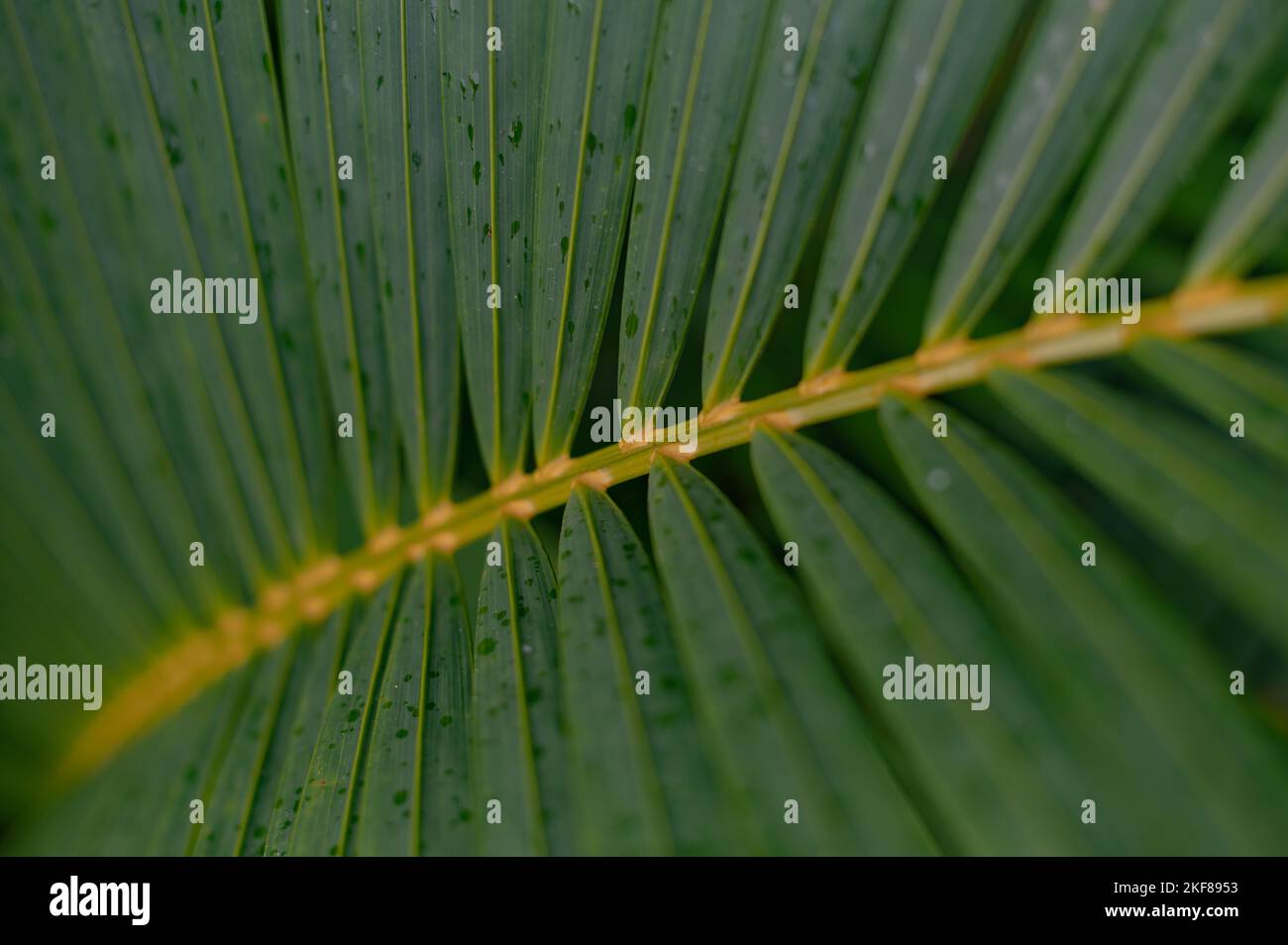 Tropical green palm plant background close up Stock Photo - Alamy