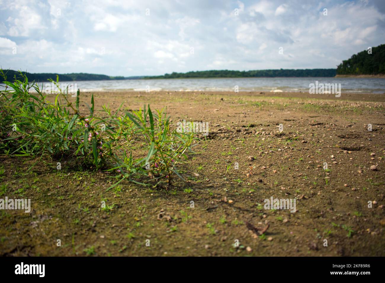 Landscape of a lakeshore with small green plants on the sand Stock ...