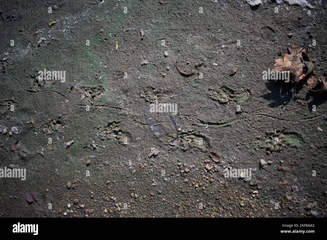 Muskrat (Ondatra zibethicus) tracks in mud with tail drag Stock Photo ...