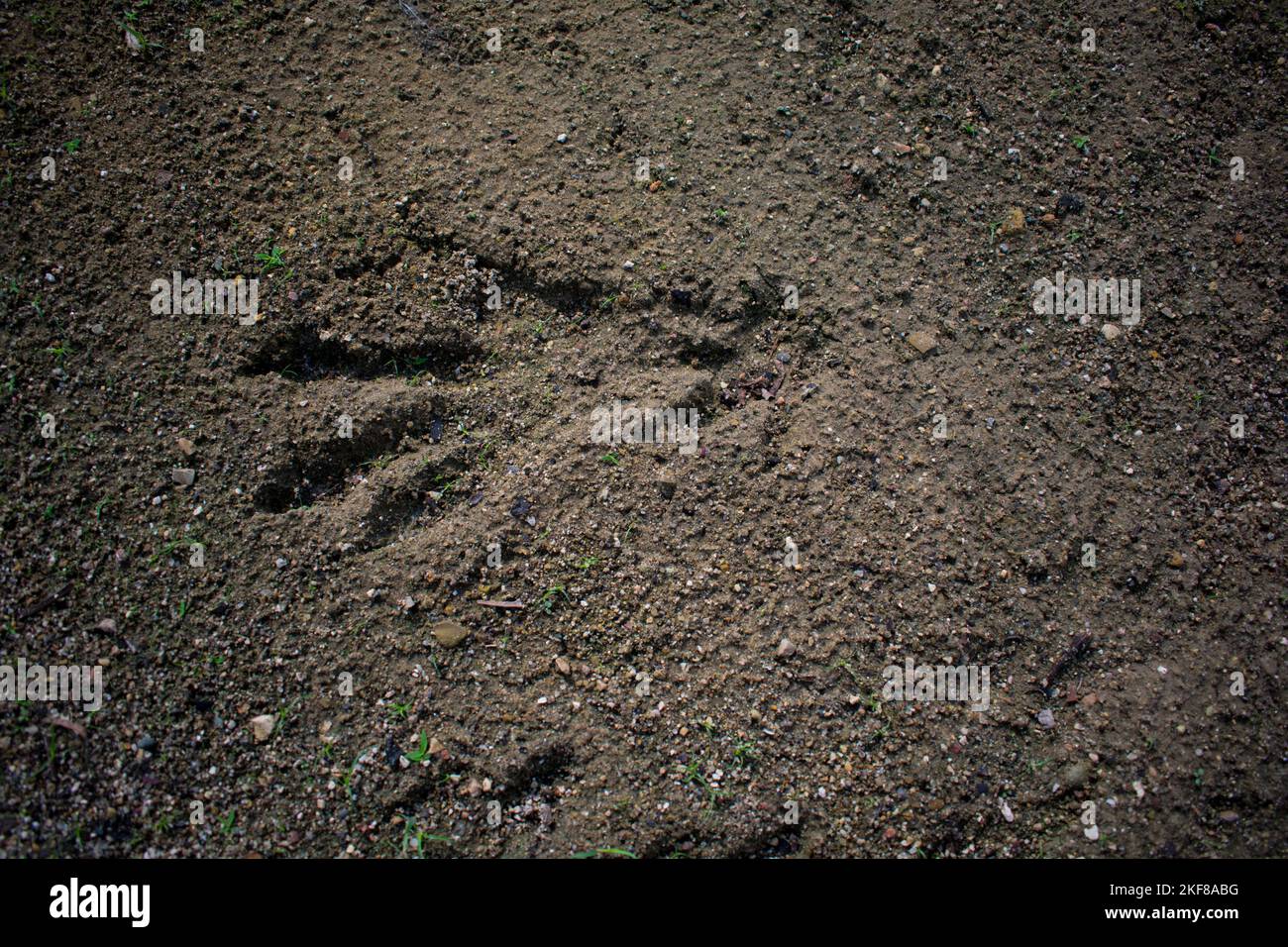 Track of the rear back foot of a North American beaver (Castor ...