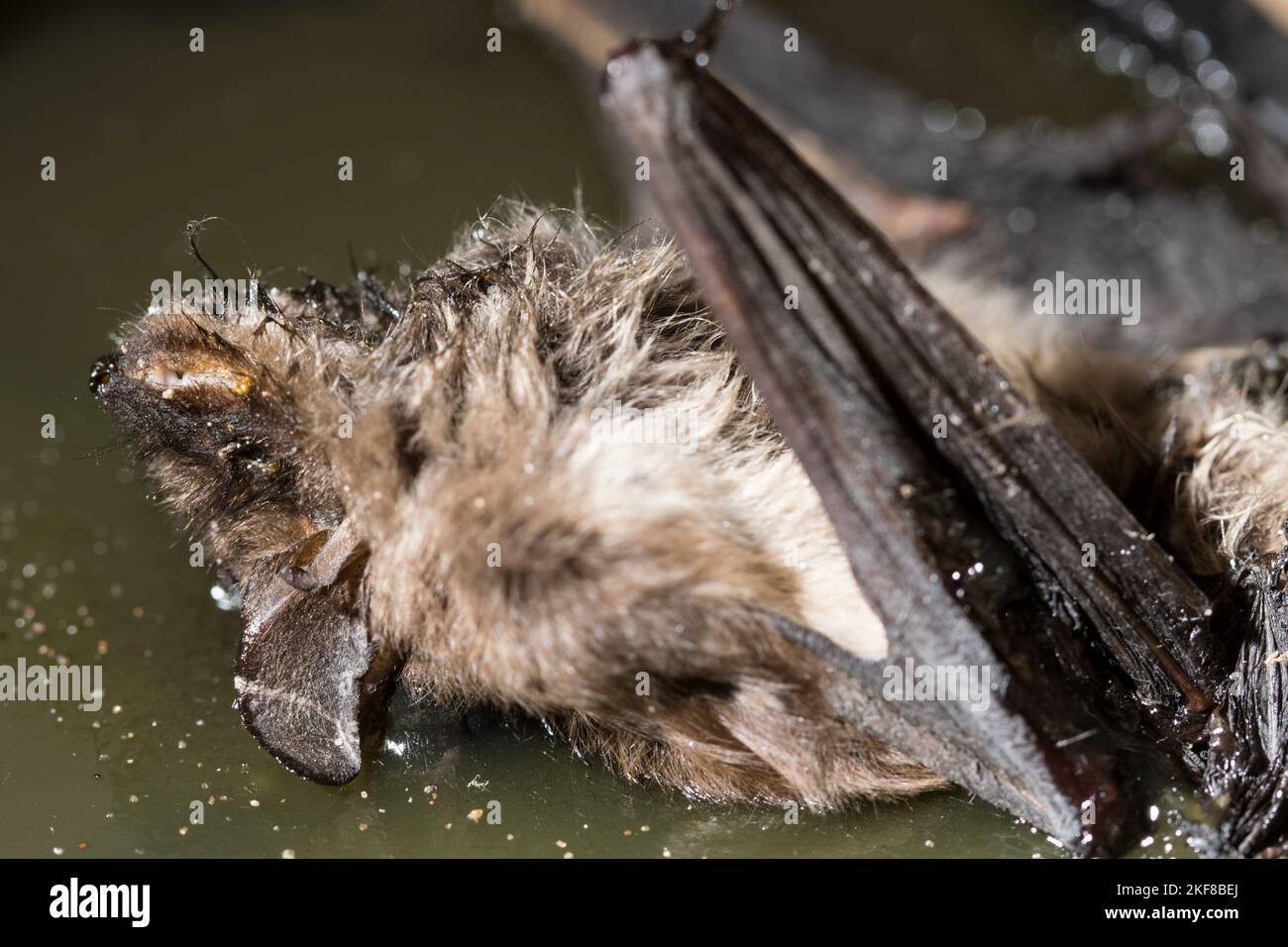 Brown bat hi-res stock photography and images - Alamy