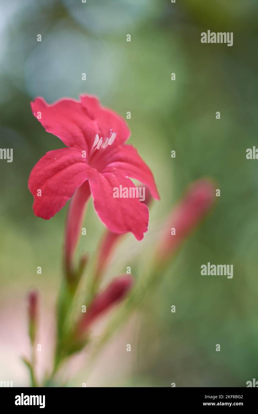 Red flower brazilian plant hi-res stock photography and images - Alamy