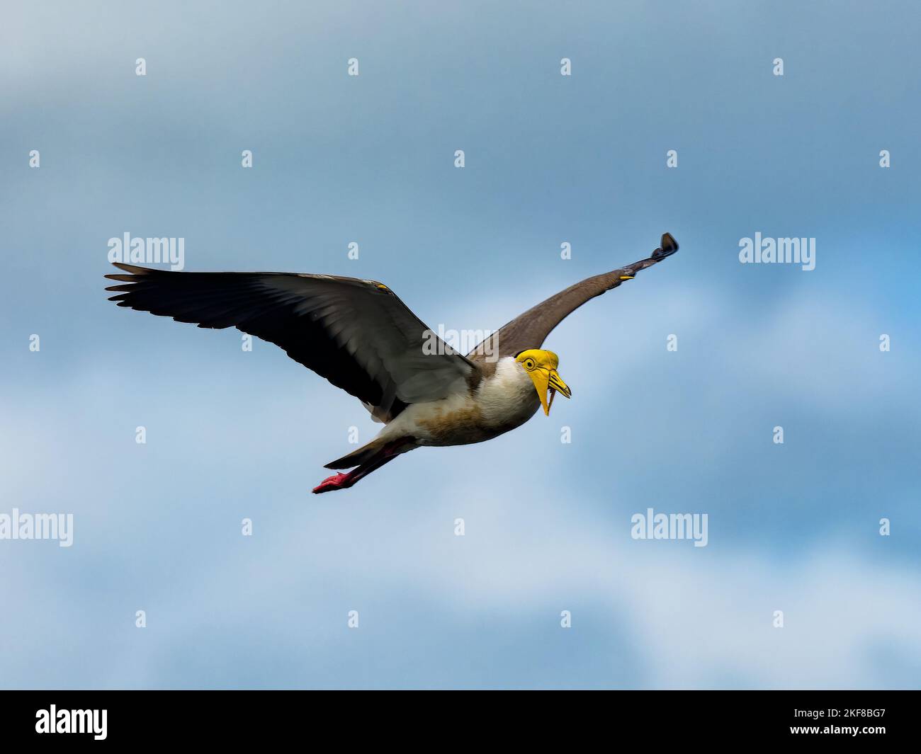 A masked lapwing with wings spread wide flying under a blue sky Stock ...