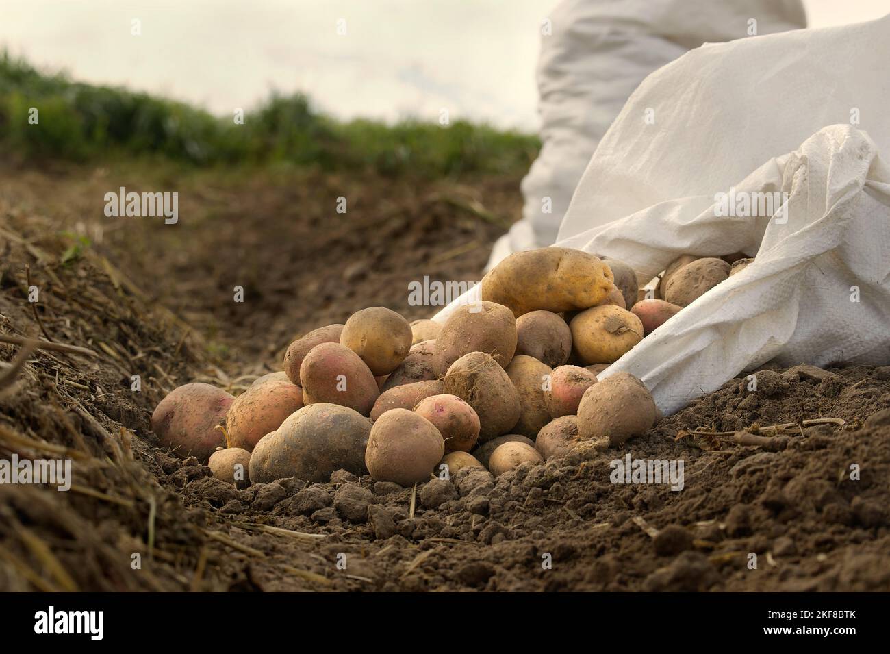 Heap of different types of potatoes in a farm field, low angle view ...