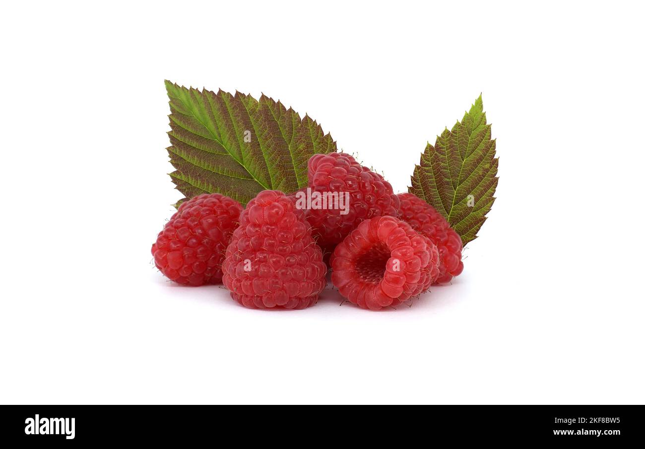 Red ripe raspberry berries with green leaves. Side view, isolated on ...