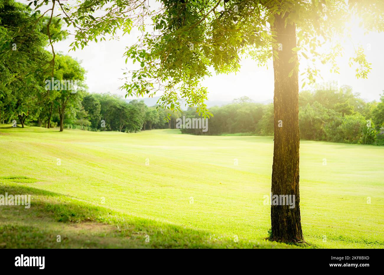 Golf course with green turf landscape. Green grass field with forest ...